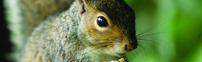 Skedaddle Humane Wildlife Control | Services | Safe Squirrel Removal