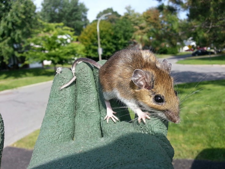 How to Tell a Deer Mouse From a White-Footed Mouse?