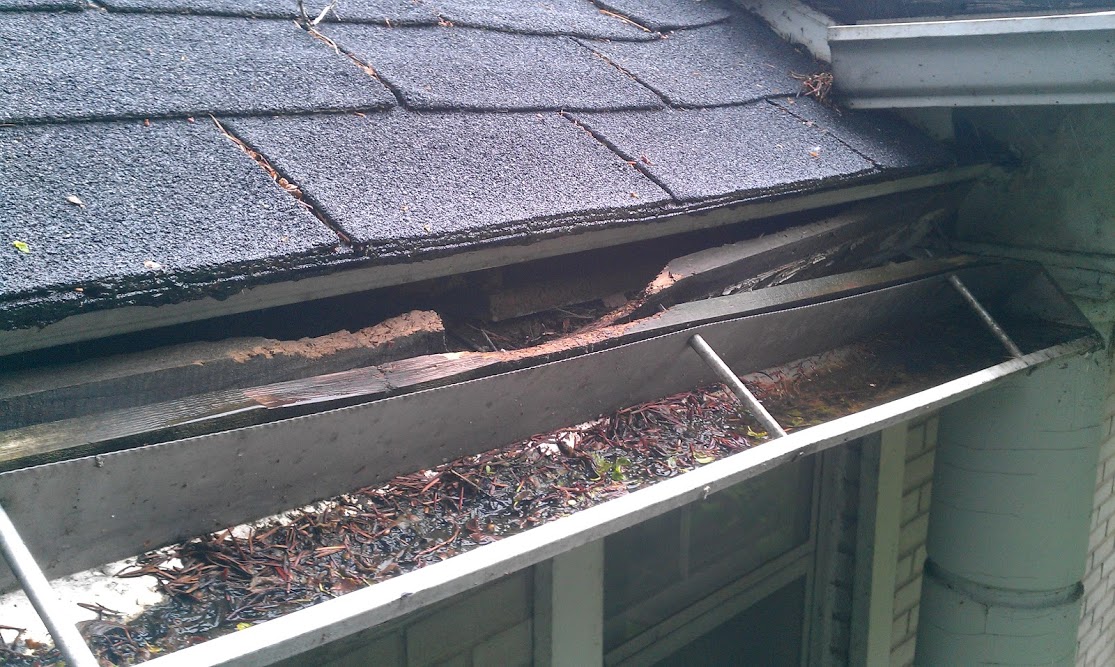 Squirrel Chewing Behaviours and How to Keep Them Away