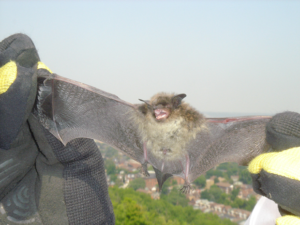 Understanding Bat Behaviour | Skedaddle Wildlife Control