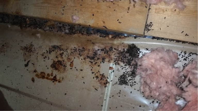 How Do Mice Survive Winter? | Skedaddle Widlife Control