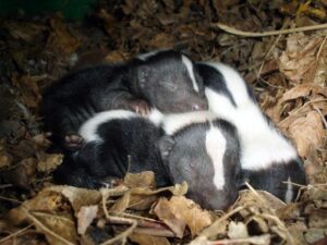 The First Baby Skunks of the Season are Here