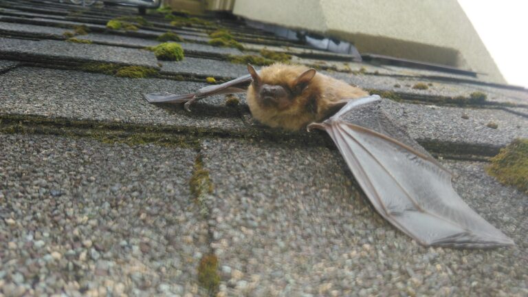 Bats Inside The House? This Is Common During Summer