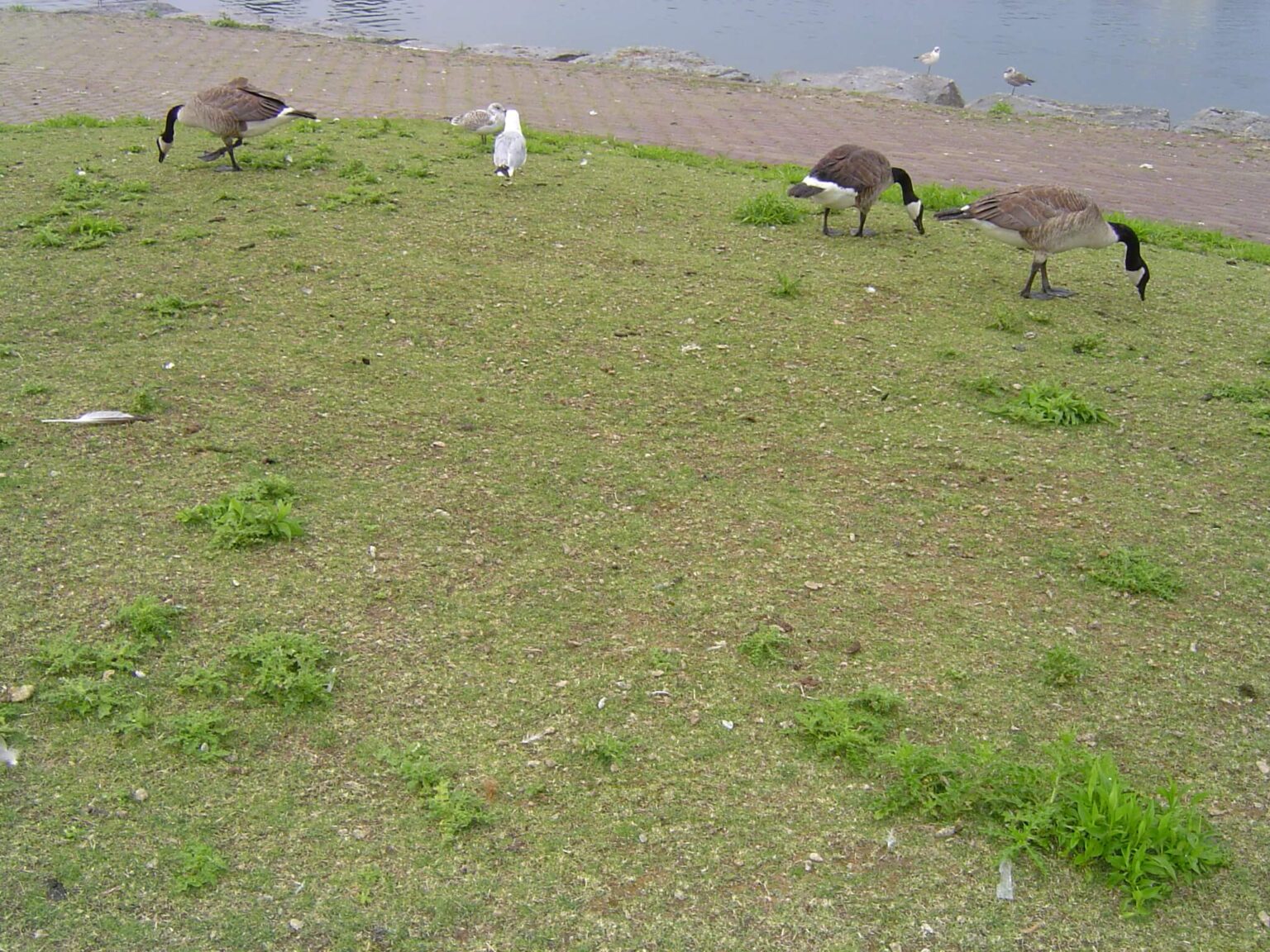 Understanding Canada Geese Behaviour