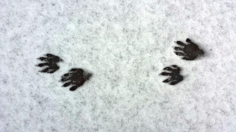 What do raccoon tracks look like?