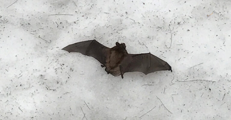 Surprising Facts About Bats in Winter from the Experts