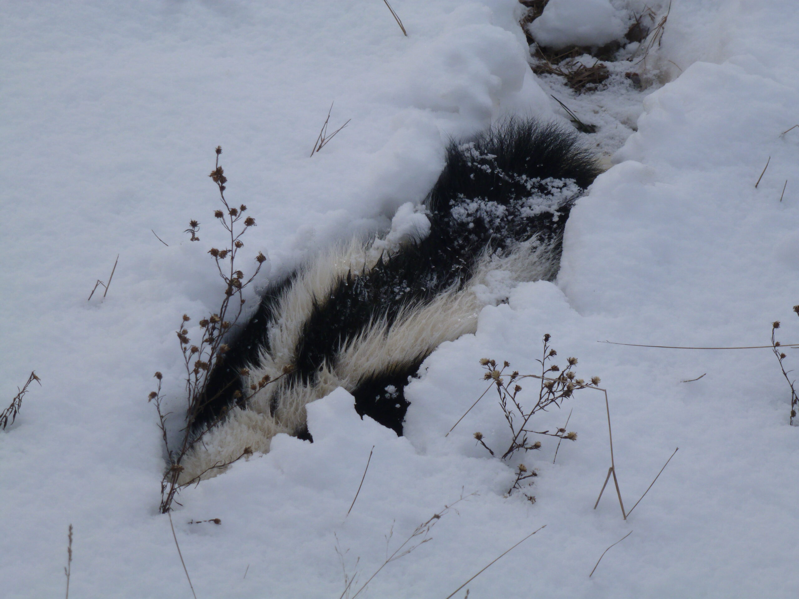 Skedaddle Milwaukee: What Skunks Are Up to in Winter