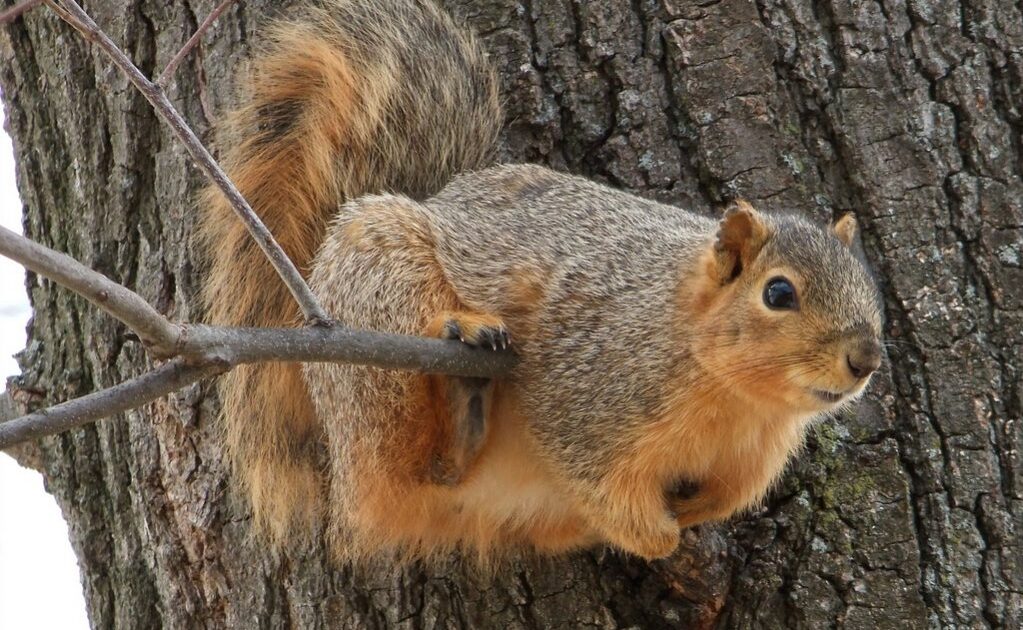 Keeping A Squirrel As A Pet Is Not A Good Idea Here s Why