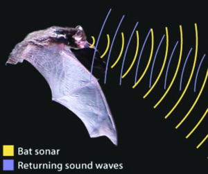 Understanding How Bats Use Echolocation
