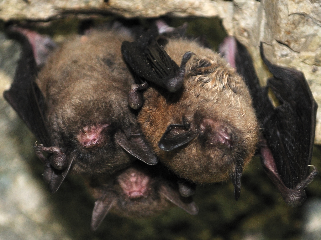 Is Your Home Ready for the return of Milwaukee’s Bats?