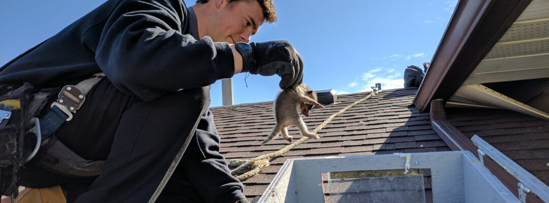 Kitchener / Waterloo | Skedaddle Humane Wildlife Control