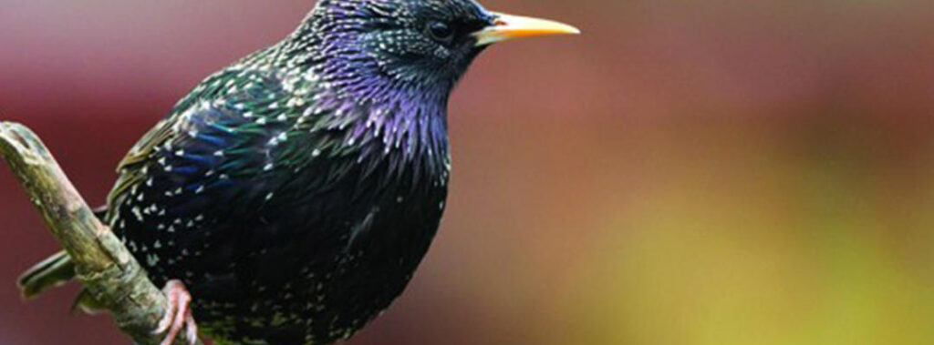 Humane and Safe Bird Control | Services | Skedaddle