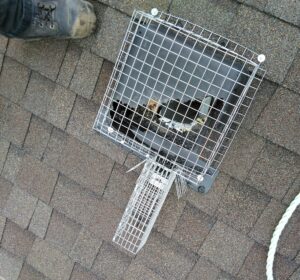 Wildlife Control Tips: Common Squirrel Entry Points