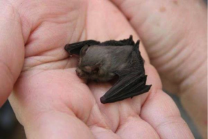 Interesting Look at the Evolution of Bats