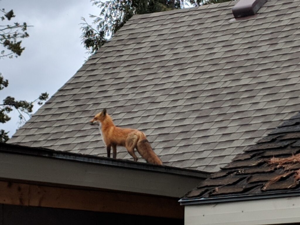 Crazy places we have found wildlife