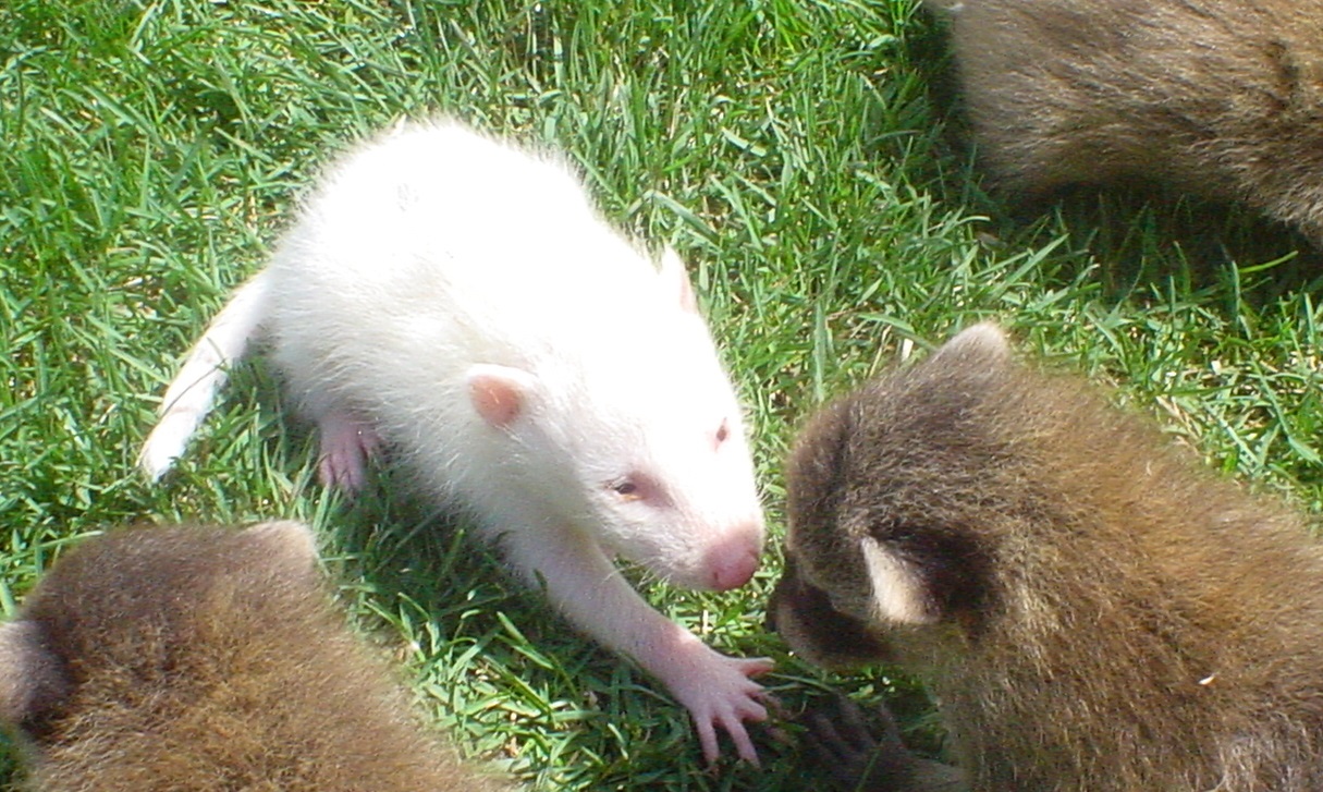 Just How Rare is the Albino Raccoon?