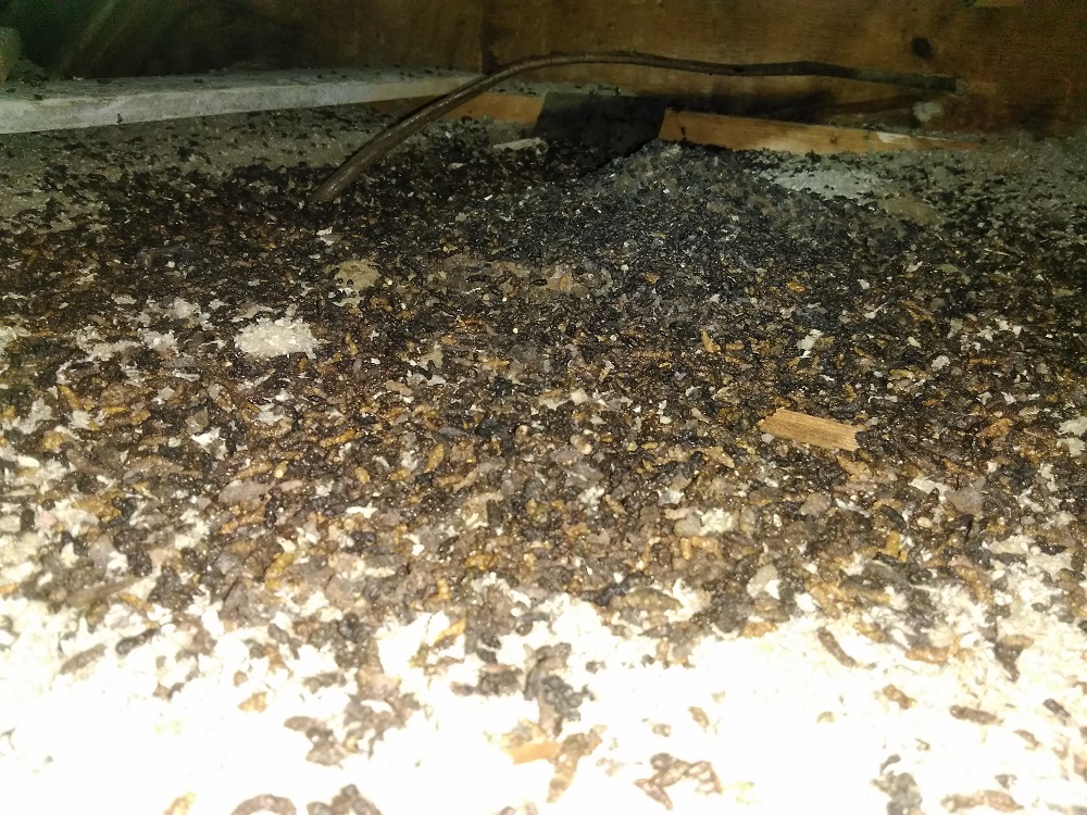 Milwaukee Bat Removal: Homeowners’ Guide