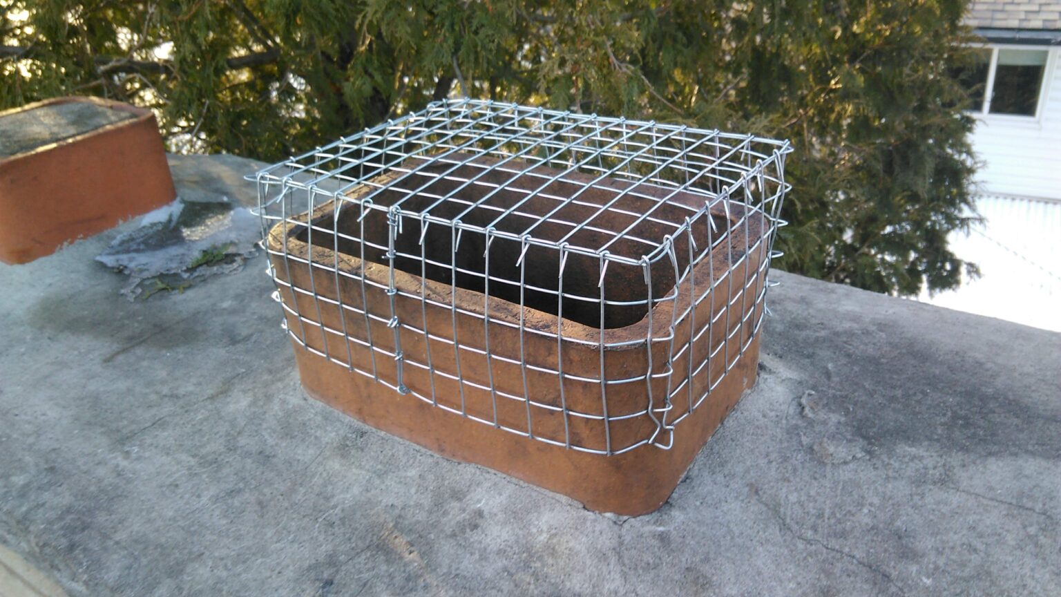 Understanding the Dangers of Squirrels in Your Living Space