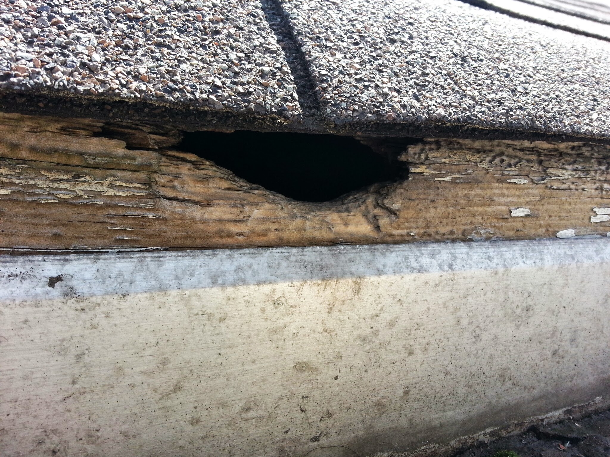 Understanding the Dangers of Squirrels in Your Living Space