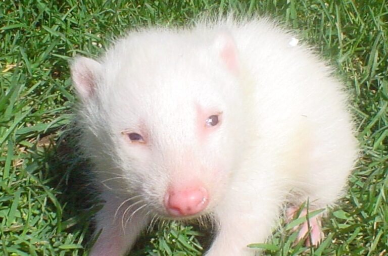 Understanding How Albino Raccoons Are Not So Different