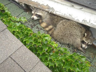 Why Are Raccoons Digging up My Lawn?