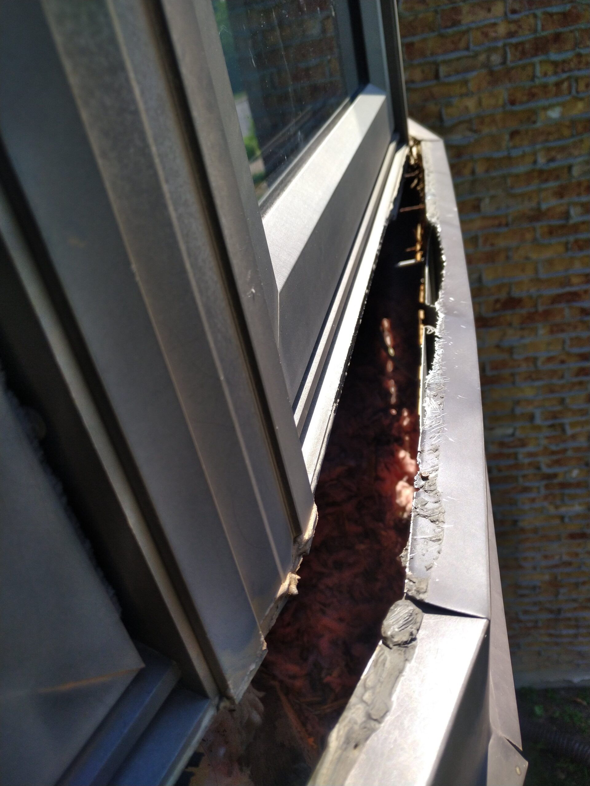 Squirrel Babies in a Window Frame