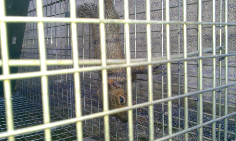 Humane Alternatives to Trapping and Relocating Squirrels