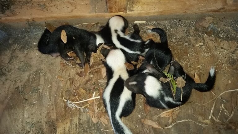 Skunk Mating Habits