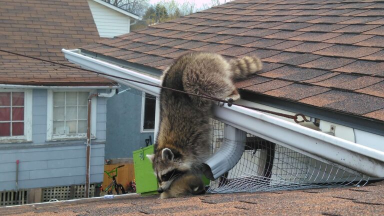 5 Fun Facts About Raccoon Intelligence