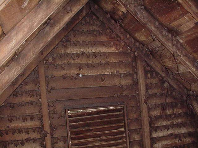 How Common Is It For Bats To Nest In An Attic?