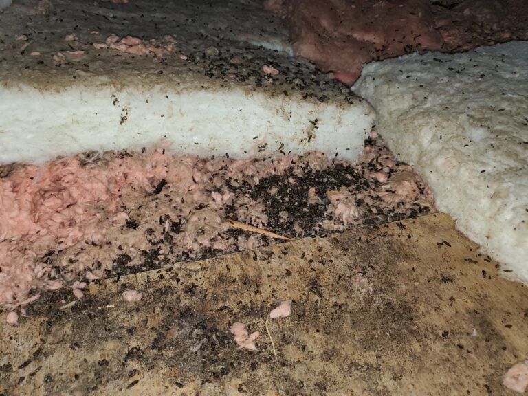 How To Identify Wildlife Droppings?