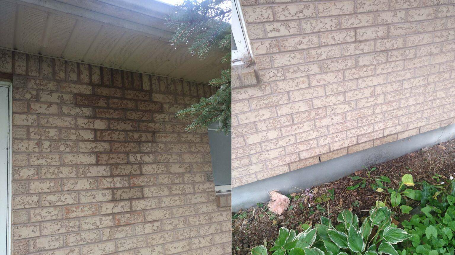 Wildlife Damage To Your Home Is An Urgent Issue