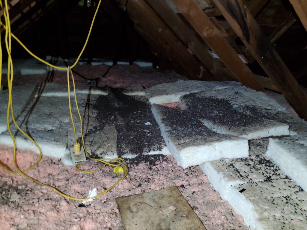 Signs Bats Are In Your Attic And How Skedaddle Helps Skedaddle Humane Wildlife Control
