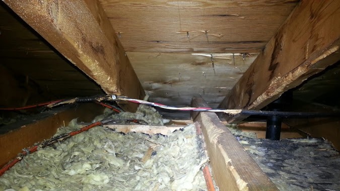 Inspect For Wildlife Damage When Buying a New Home