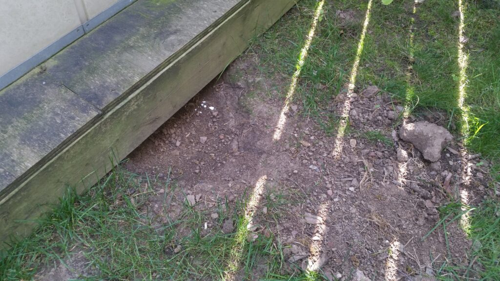 Skunks: Assess And Remove | Skedaddle Humane Wildlife Control