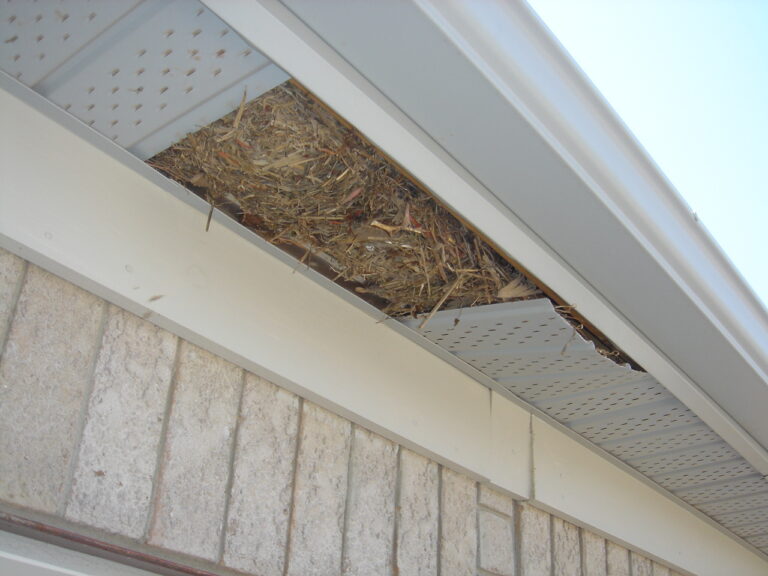 How to Remove Birds Nests from the Roof?