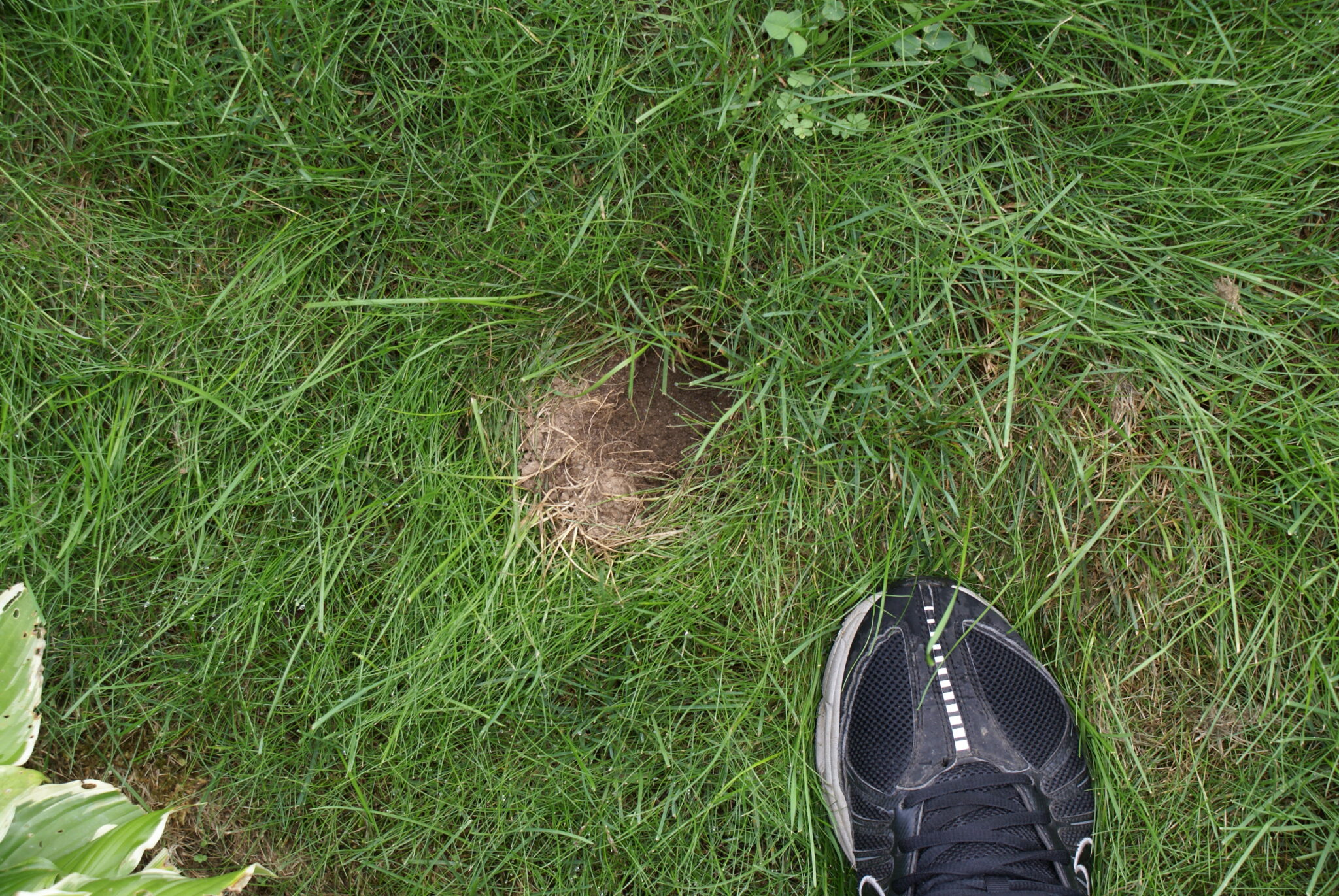 What do Skunk Dens Look Like?