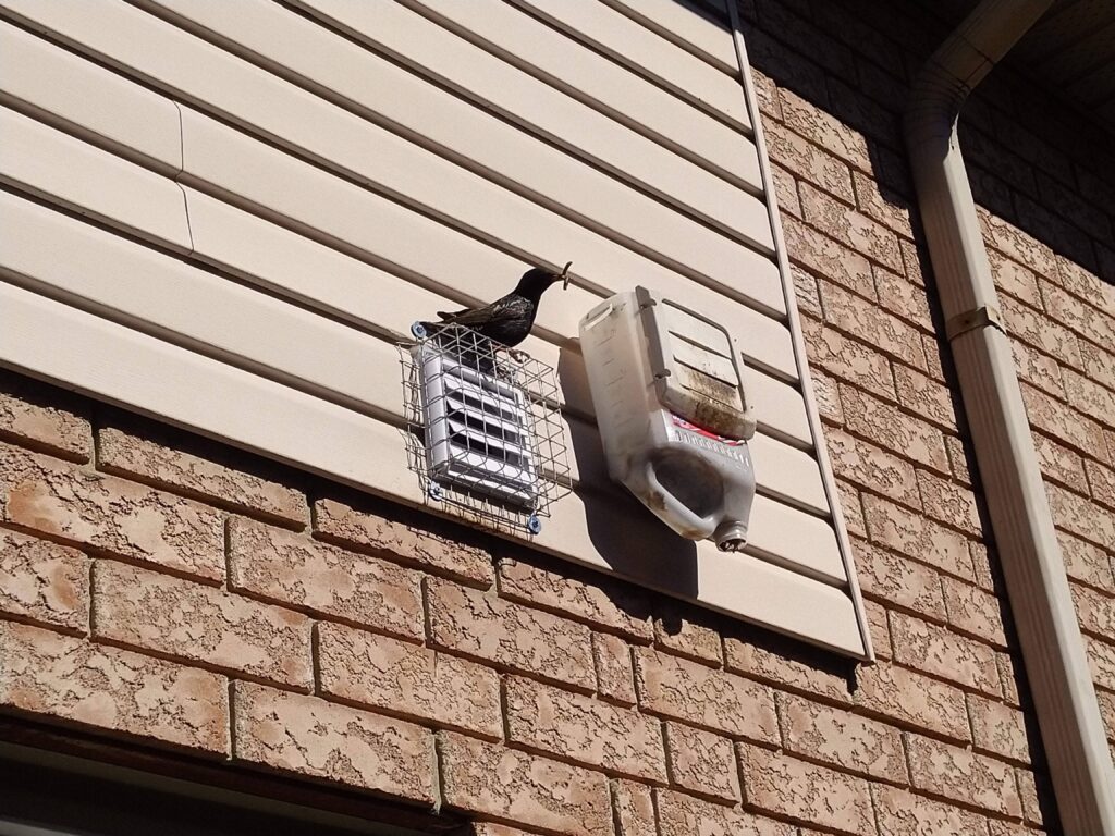 Does DIY Bird Removal Work?