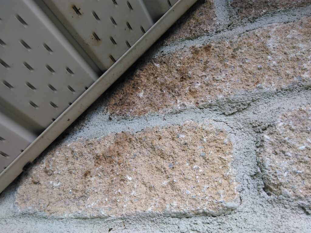 How do bats get into my attic? | Skedaddle Wildlife Control