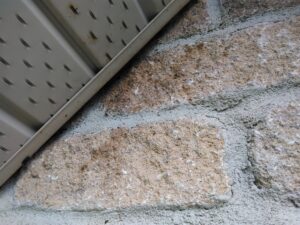 How do bats get into my attic? | Skedaddle Wildlife Control