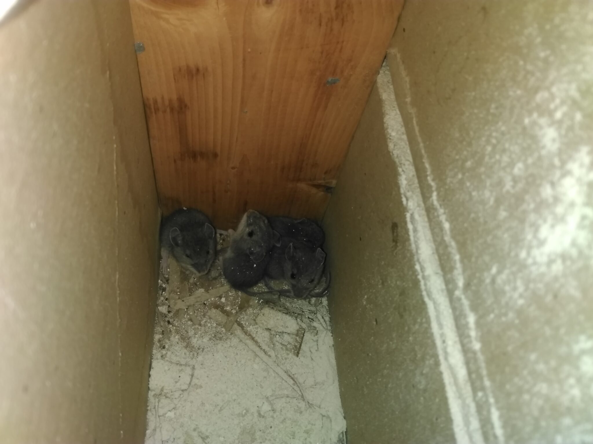 Getting Rid of Mice in Walls | Skedaddle Wildlife Control