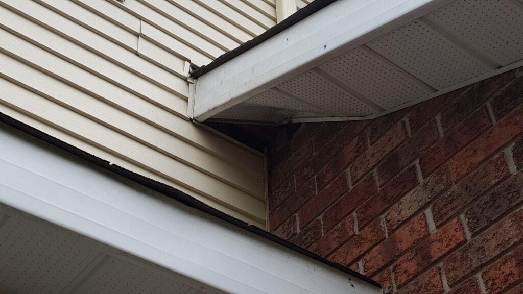 How to Address Raccoon Infestation at Home