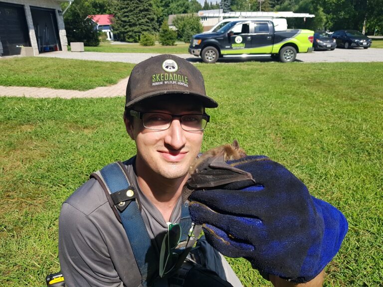 Remove Bats From Your House | Skedaddle Wildlife Control