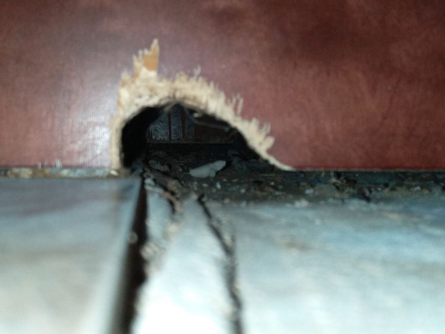Skedaddle Gets Rid of a Tenants Rat Infestation Problem