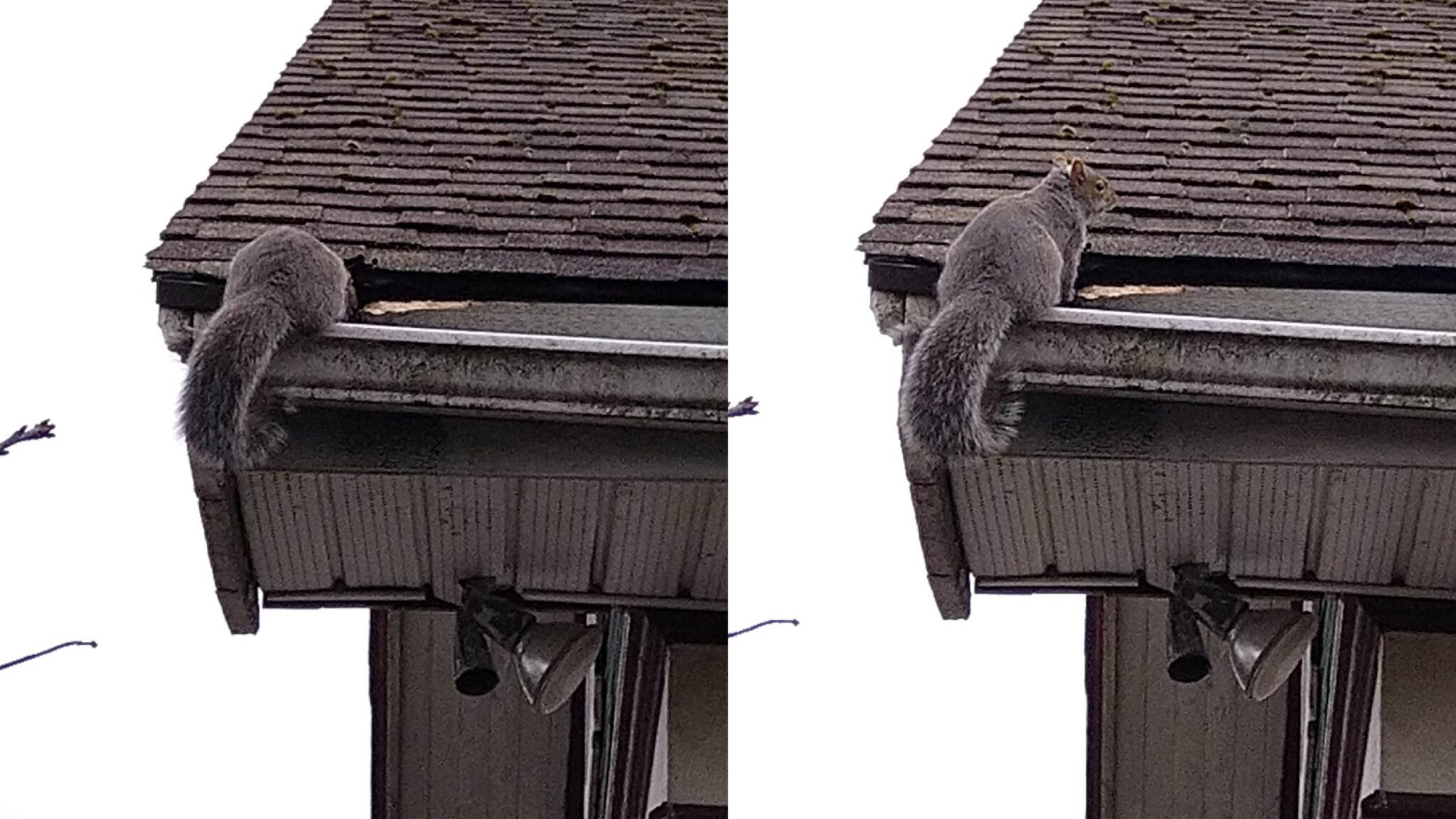 Squirrel Chews Fascia to Access Home