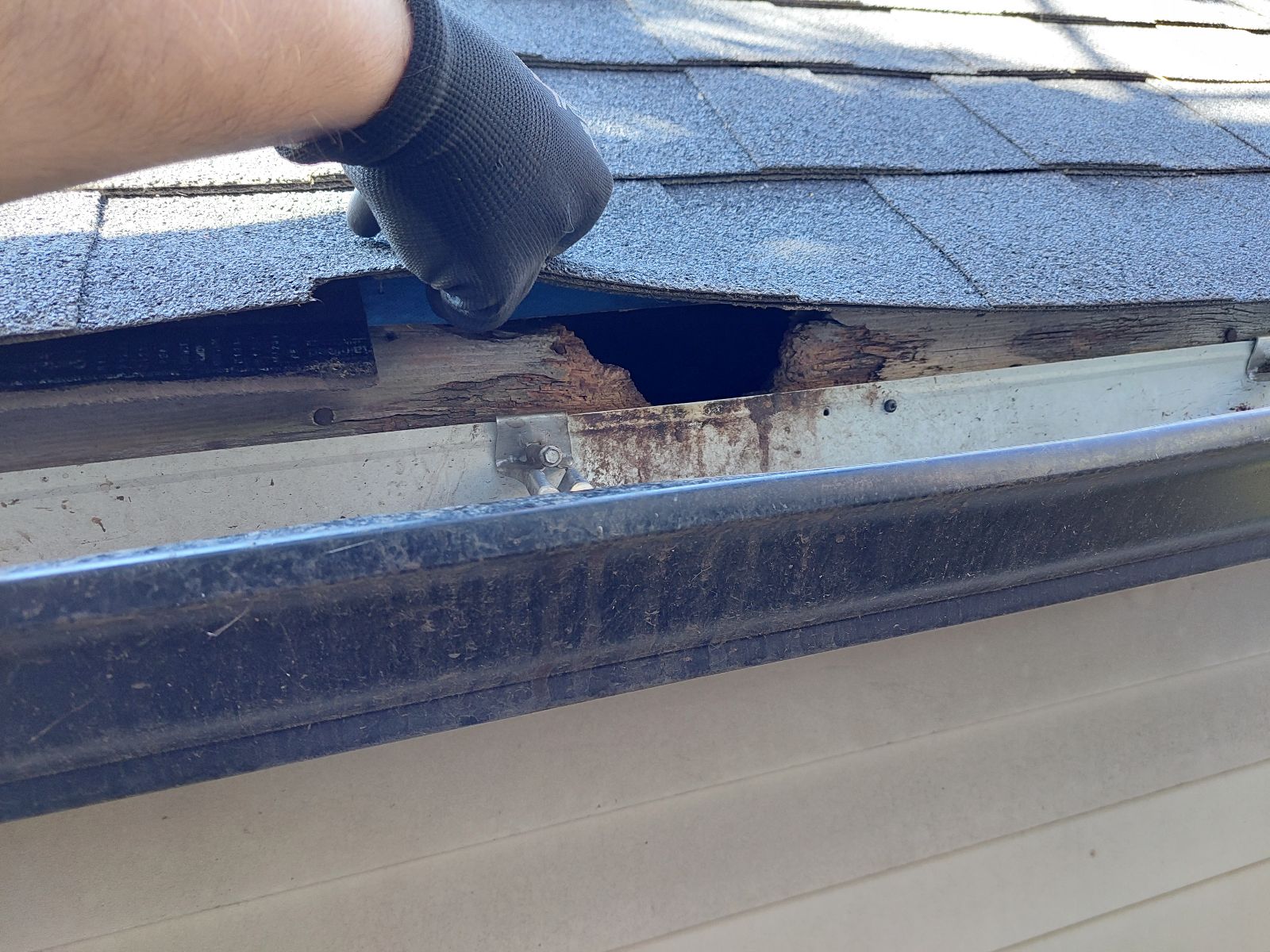 From Attics to Walls: How Squirrels Invade Your Home