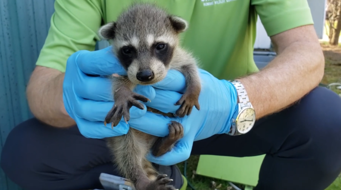 Life Cycle of a Raccoon From Fall to Winter
