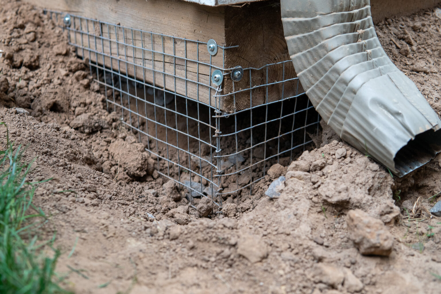 Skunks Behavior in Winter and How to Keep Them Away