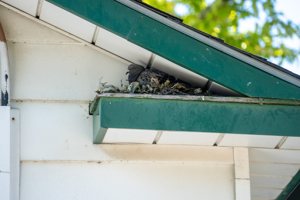 Bird Removal in Prince Georges | Skedaddle Wildlife Control