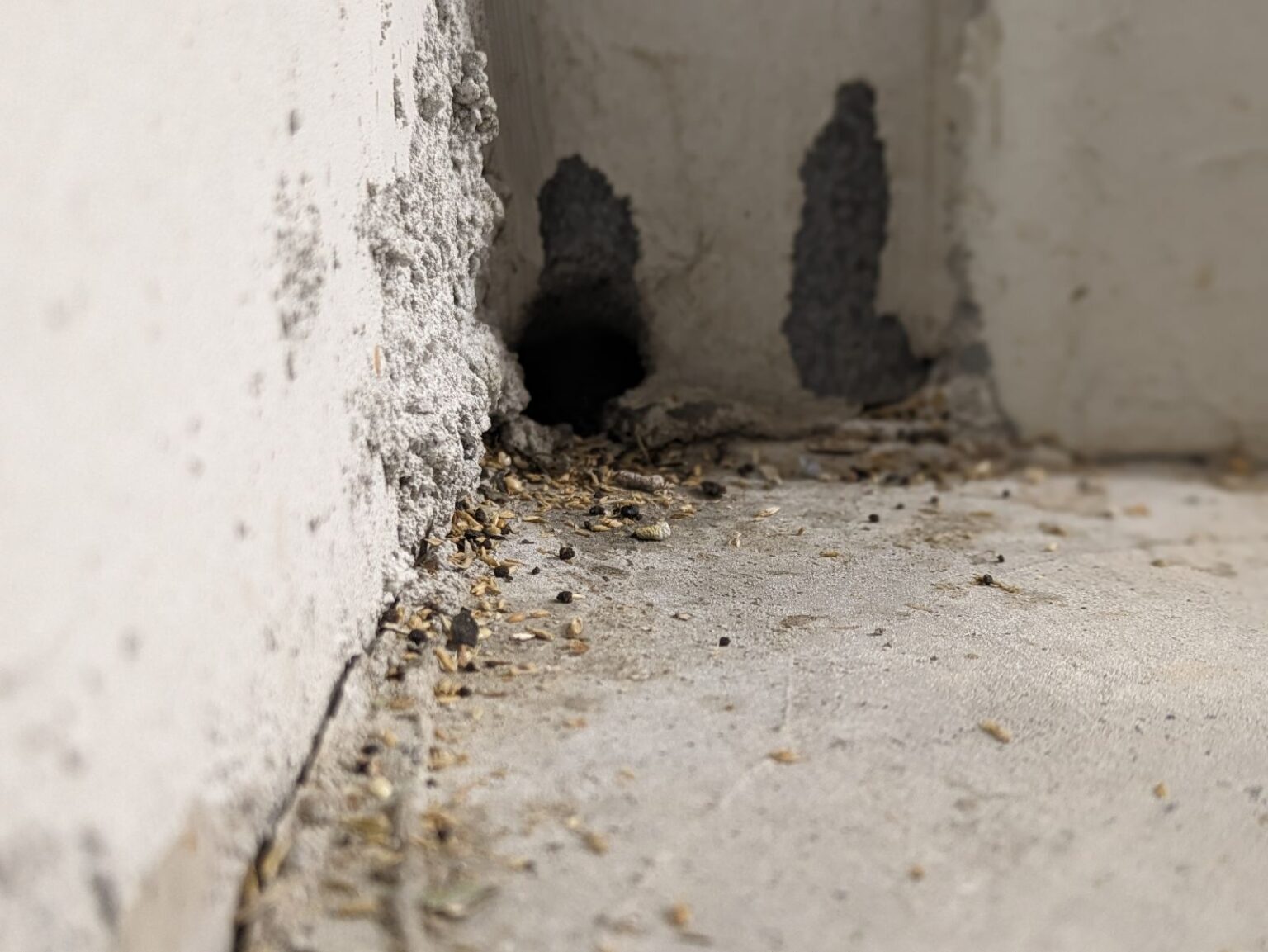 How Quickly Can Mice Reproduce in Your Whitby Home?